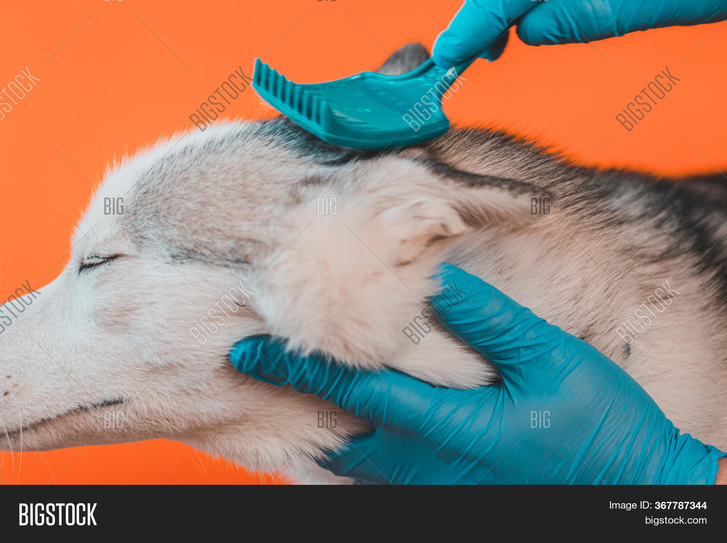 Brushing Fur Comb Dog Image & Photo (Free Trial) | Bigstock