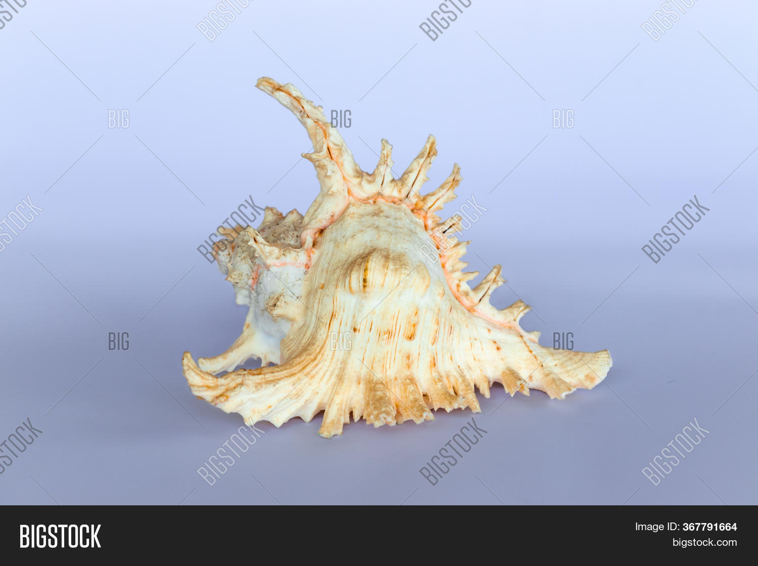 Ramose Murex Shell Image & Photo (Free Trial) | Bigstock