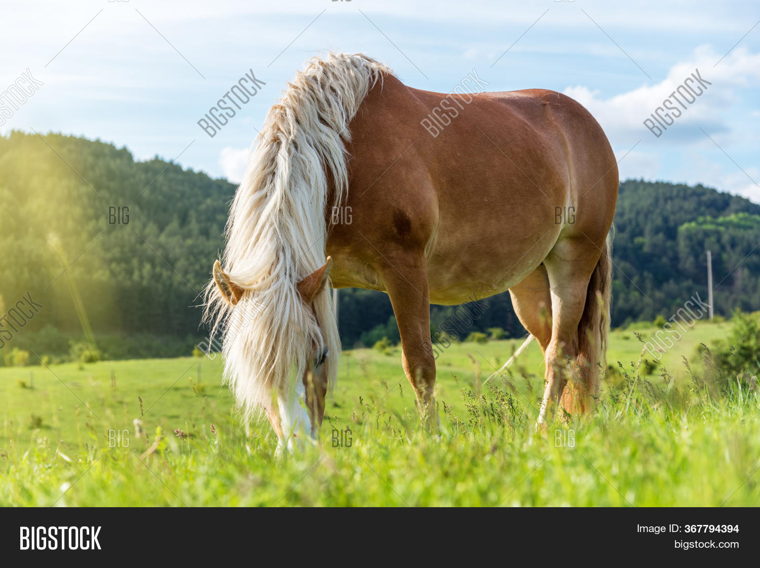 Beautiful Red Horse Image & Photo (Free Trial) | Bigstock