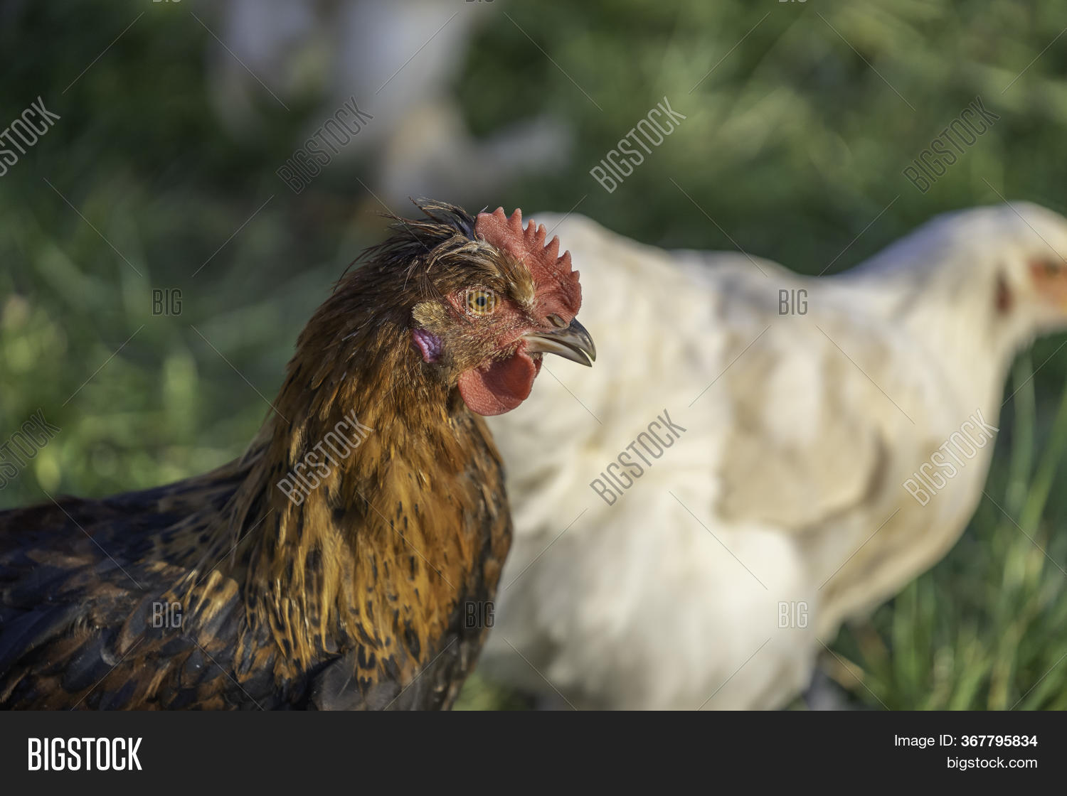 Sulmtaler Rooster Image & Photo (Free Trial) | Bigstock