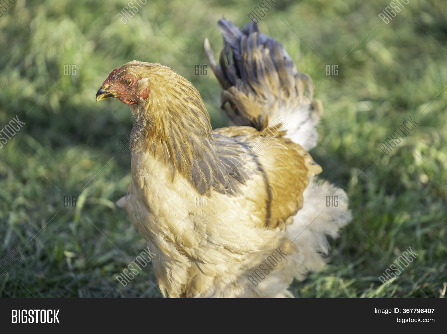 Brahma Gockel Stands Image & Photo (Free Trial) | Bigstock