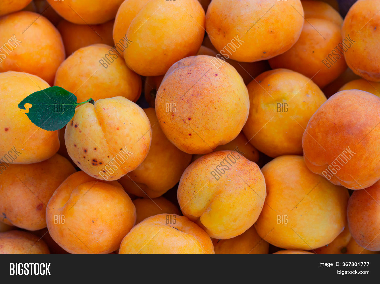Fresh, Organic Apricot Image & Photo (Free Trial) | Bigstock