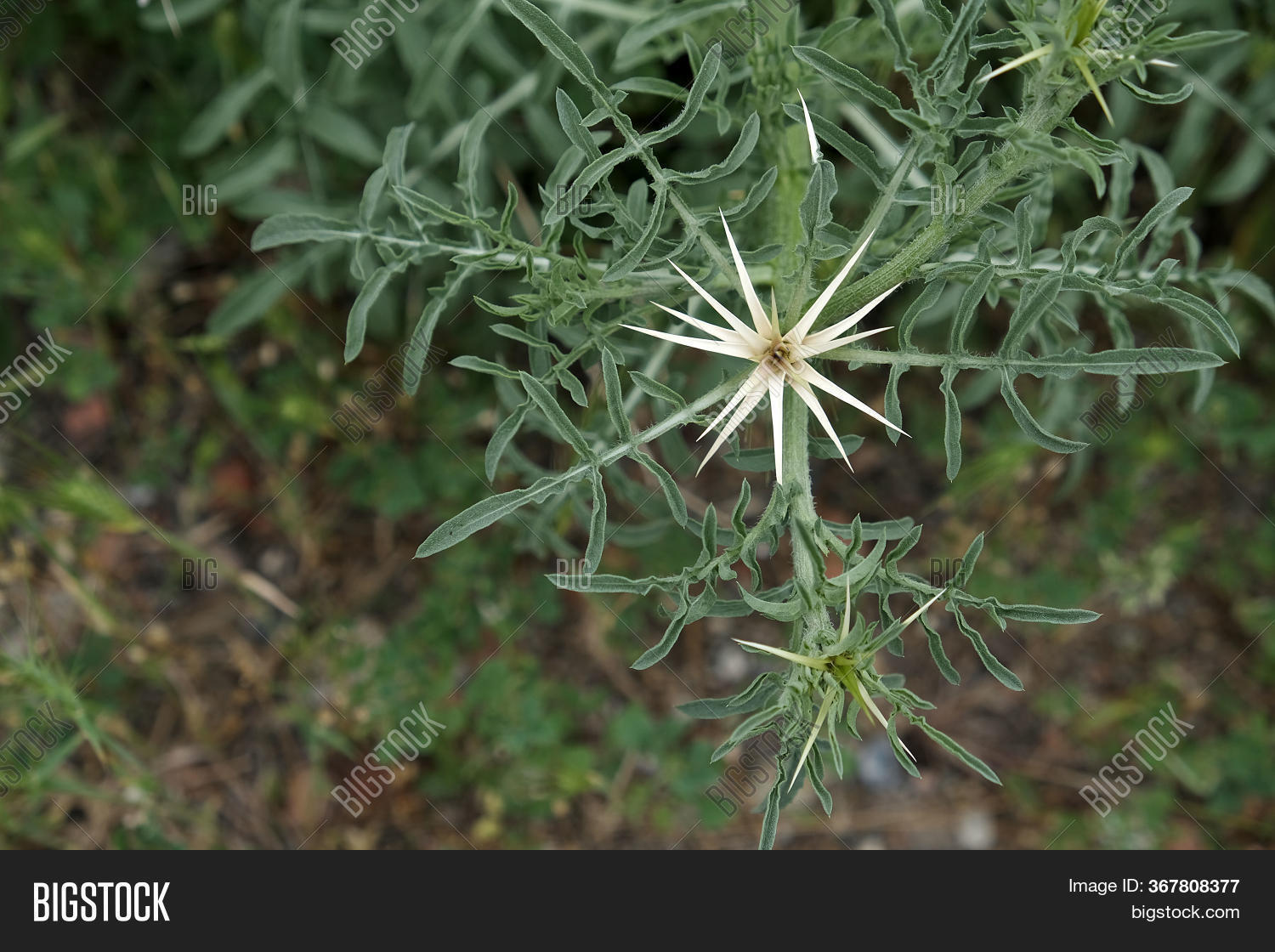 Natural Thorn Plant, Image & Photo (Free Trial) | Bigstock