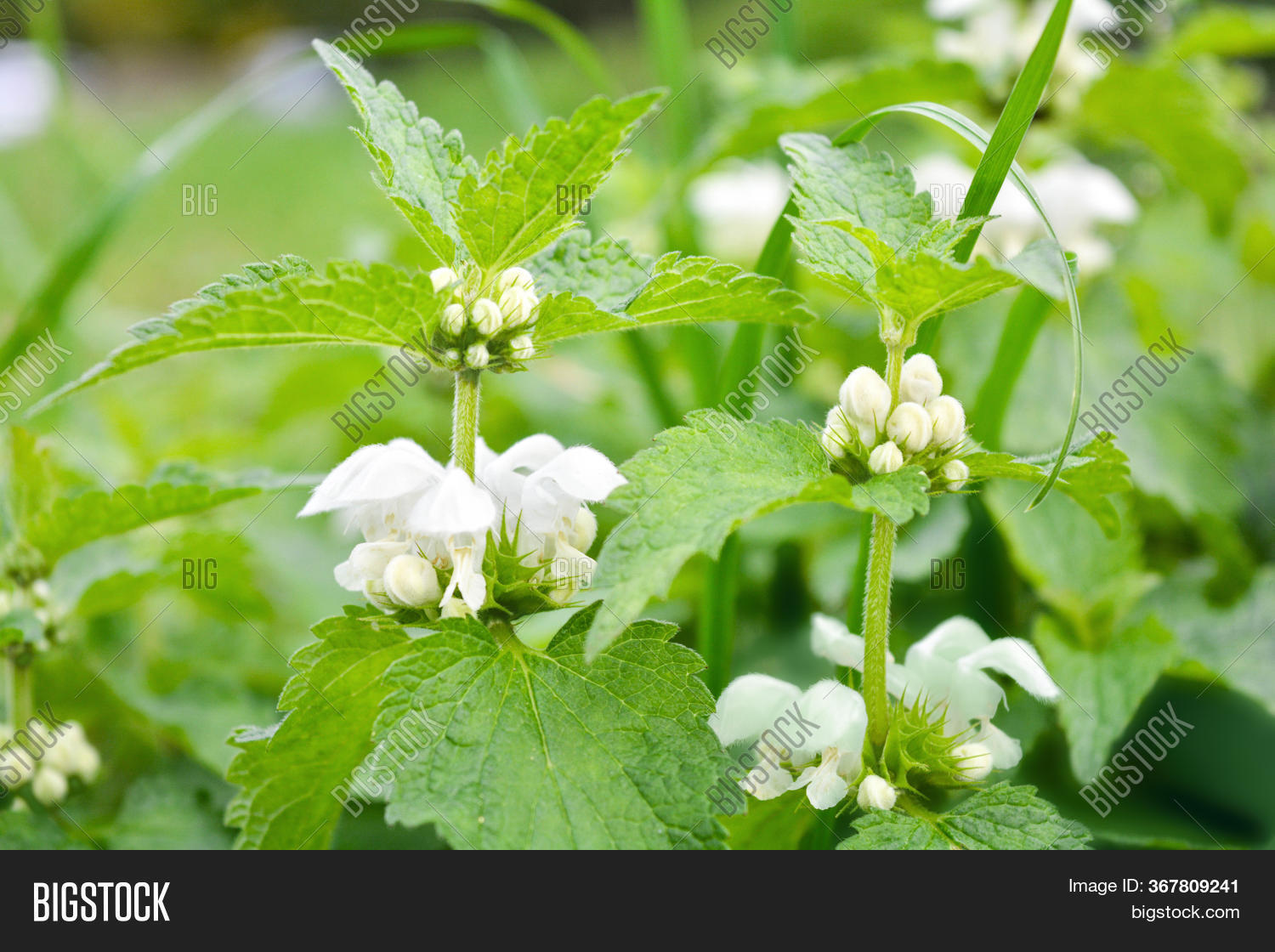 White Dead-nettle, Image & Photo (Free Trial) | Bigstock