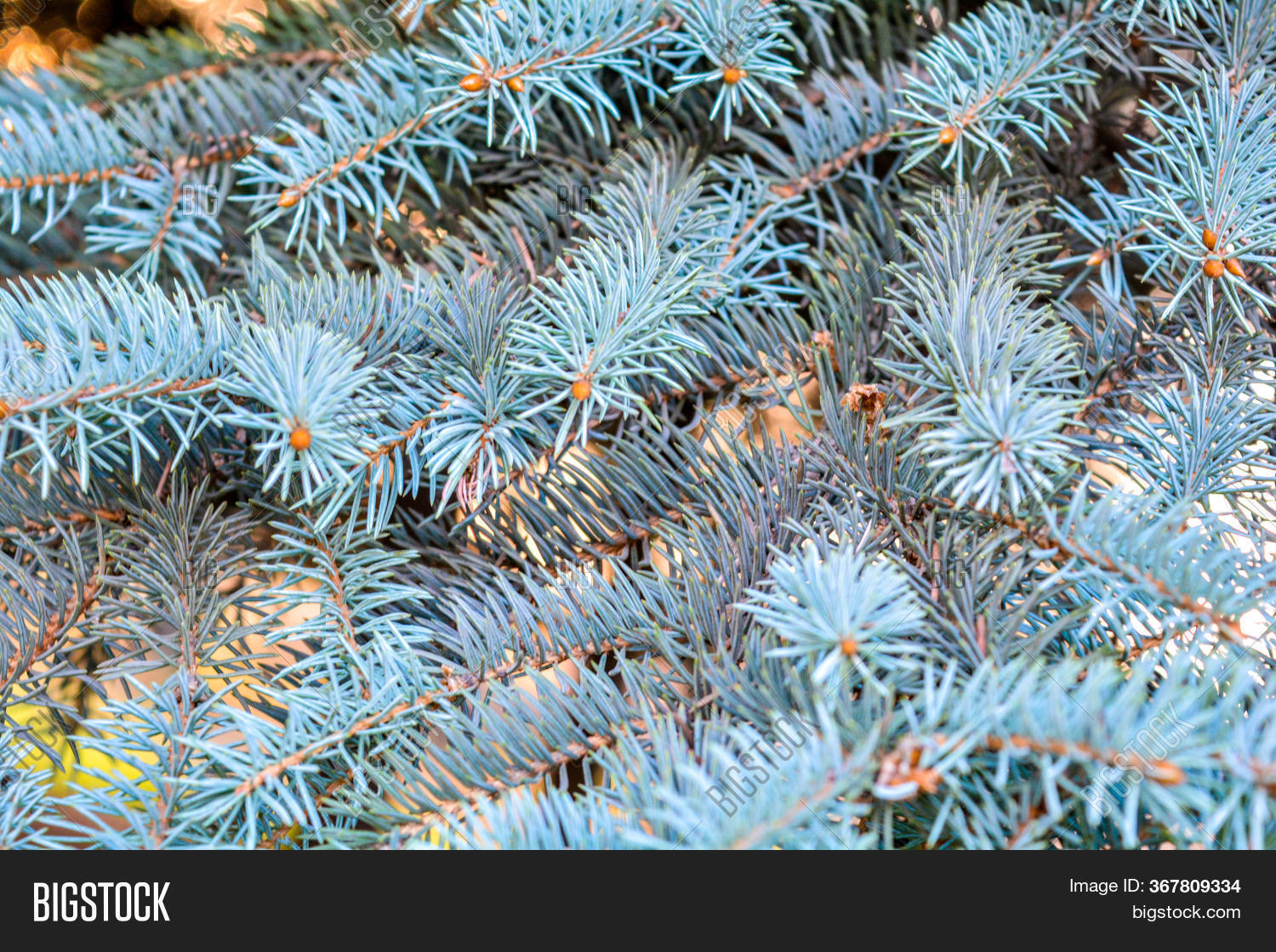 Green Prickly Branches Image & Photo (Free Trial) | Bigstock