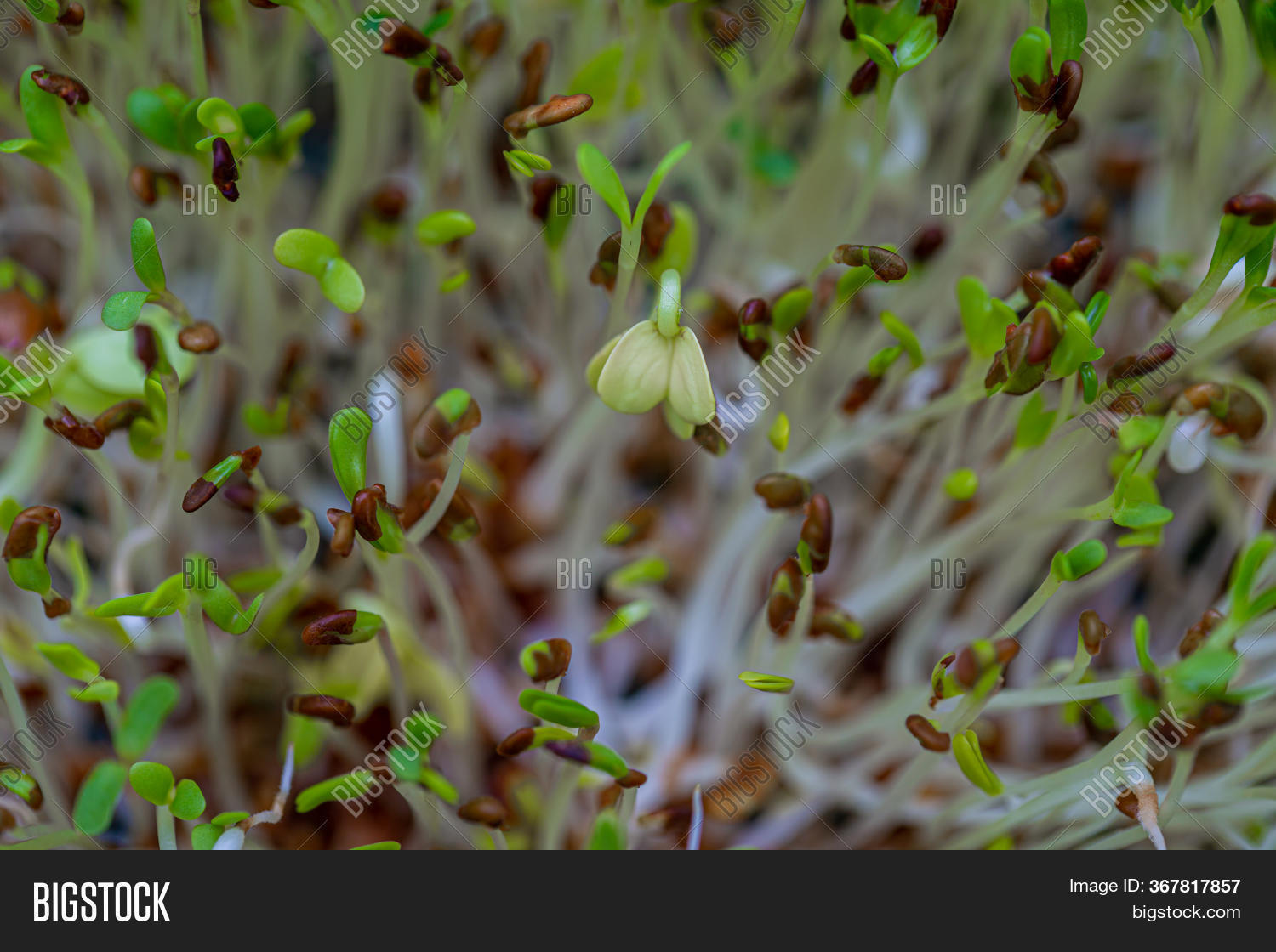 Fresh Sprouts Image & Photo (Free Trial) | Bigstock