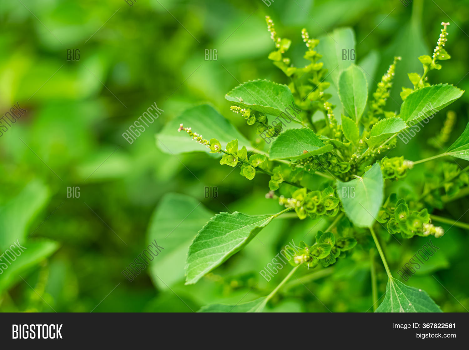 Green Leaves Indian Image & Photo (Free Trial) | Bigstock