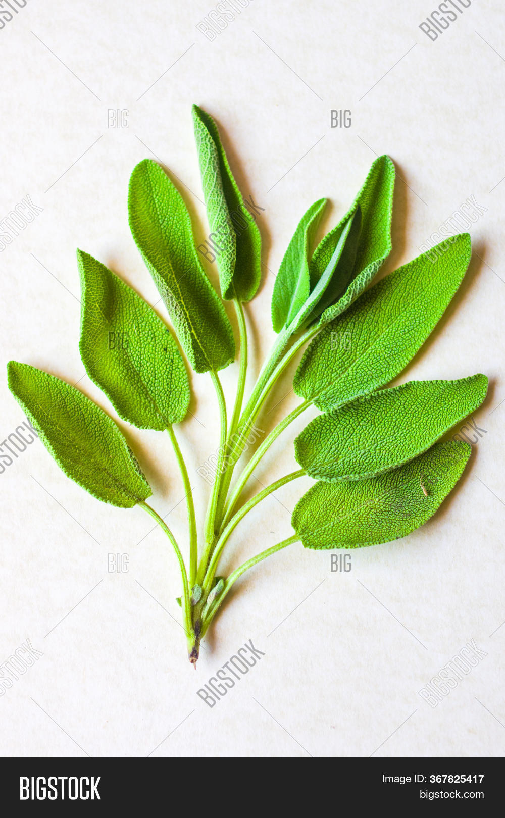 Aromatic Herbs - Sage Image & Photo (Free Trial) | Bigstock