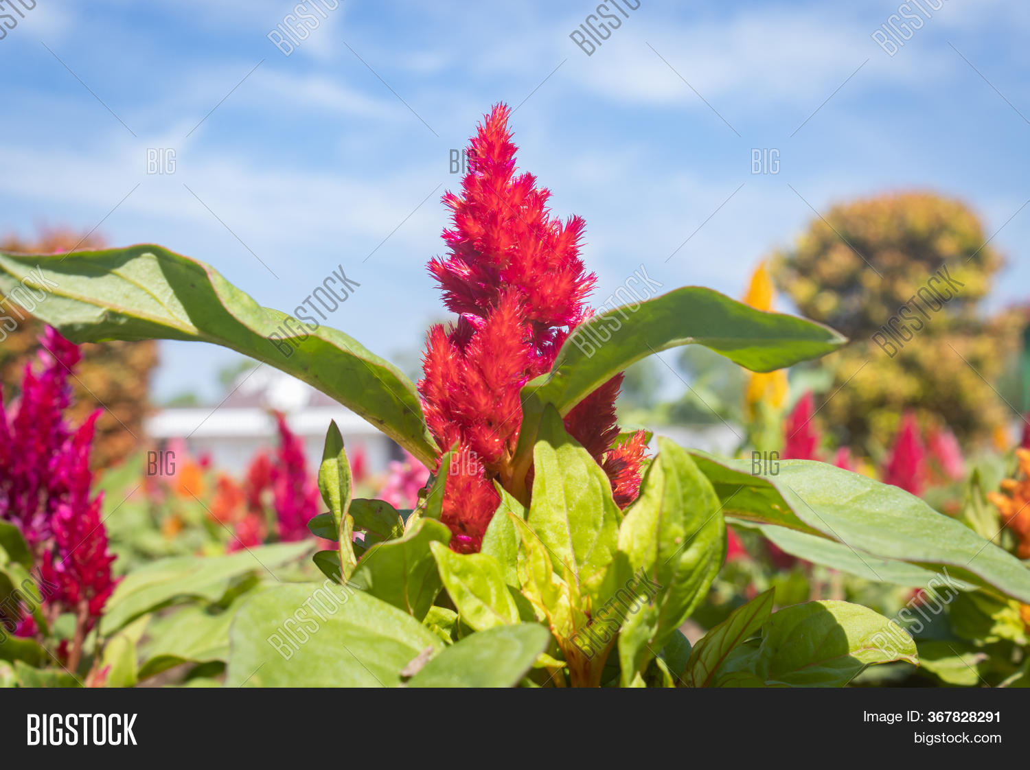 Red Cockscomb Flower Image & Photo (Free Trial) | Bigstock