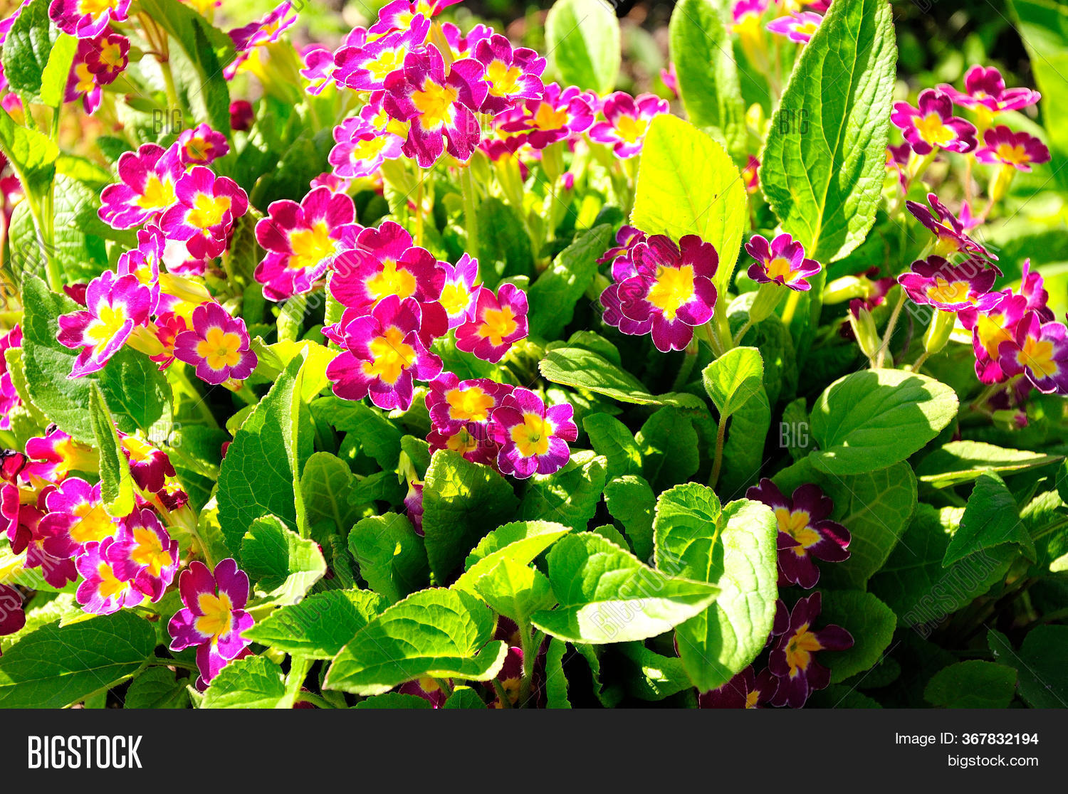 Group Red Violet Image & Photo (Free Trial) | Bigstock