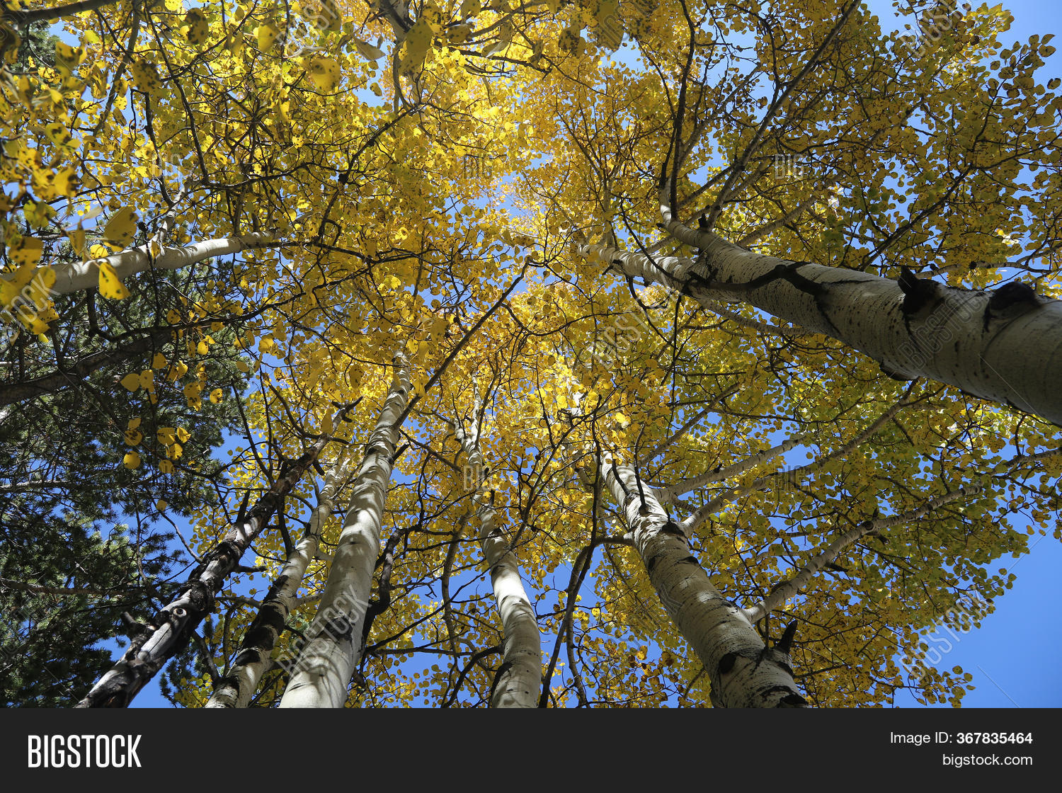 Beautiful Towering Image & Photo (Free Trial) | Bigstock