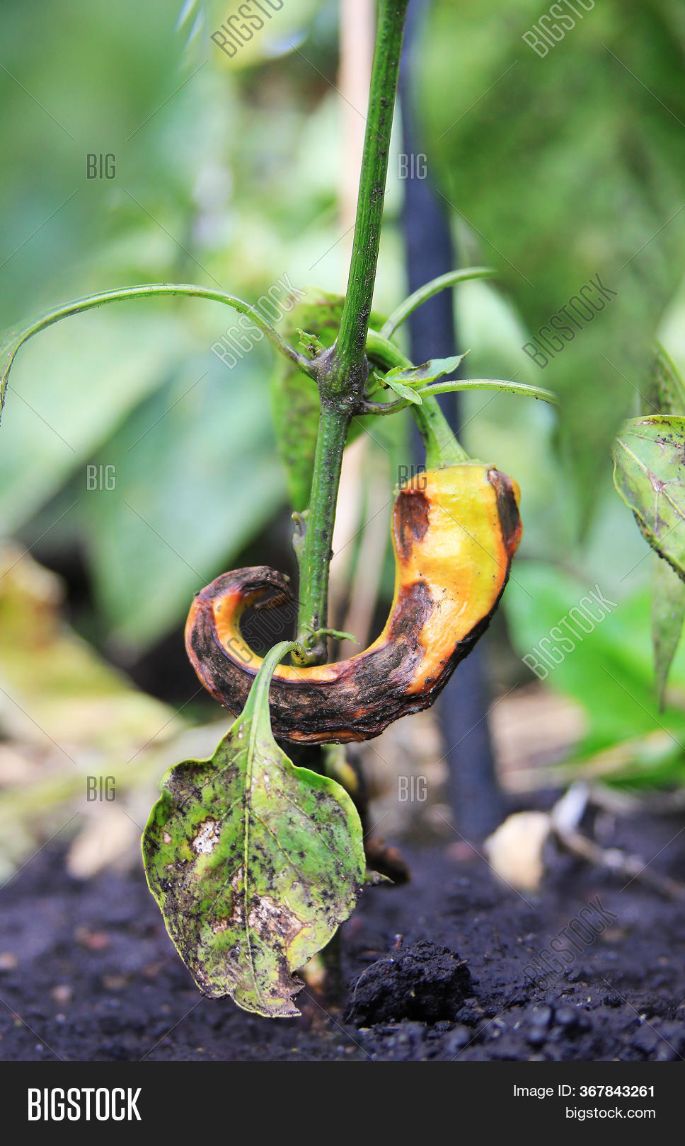 Anthracnose On Chili Image & Photo (Free Trial) | Bigstock