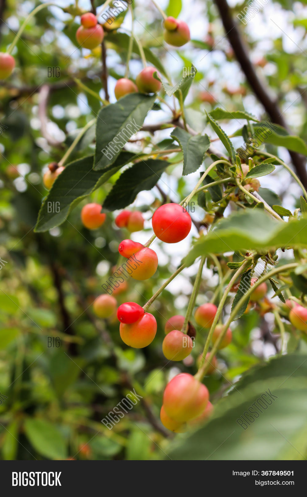 Unripe Cherry Hanging Image & Photo (Free Trial) | Bigstock