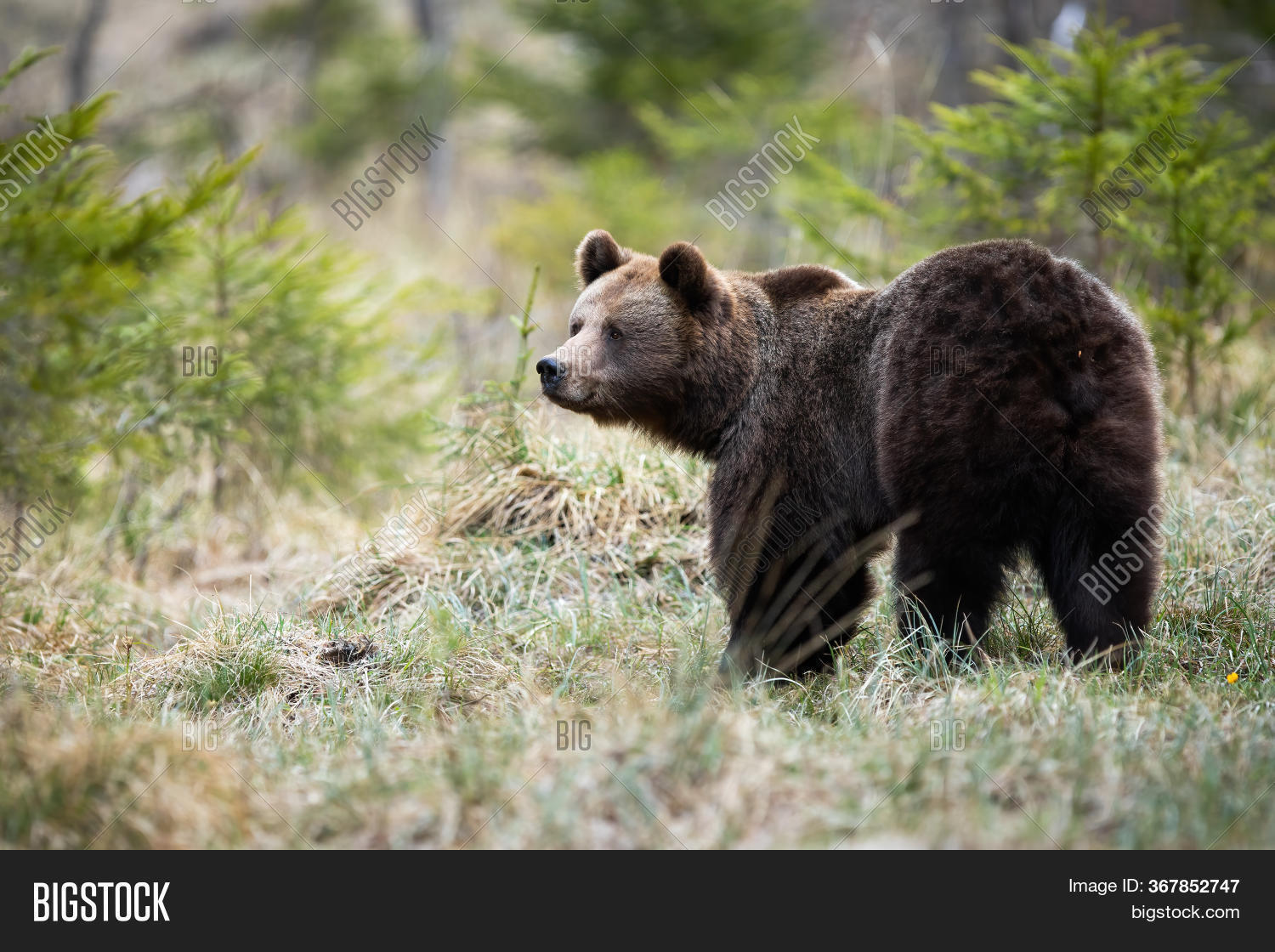 Large Brown Bear Image & Photo (Free Trial) | Bigstock