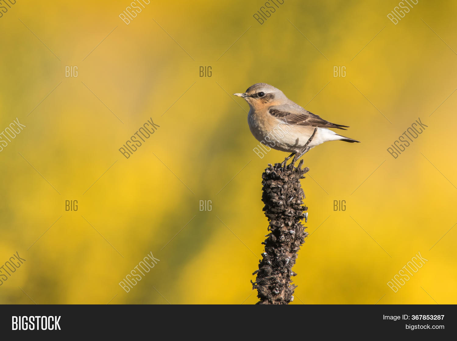 Common Wheatear ( Image & Photo (Free Trial) | Bigstock