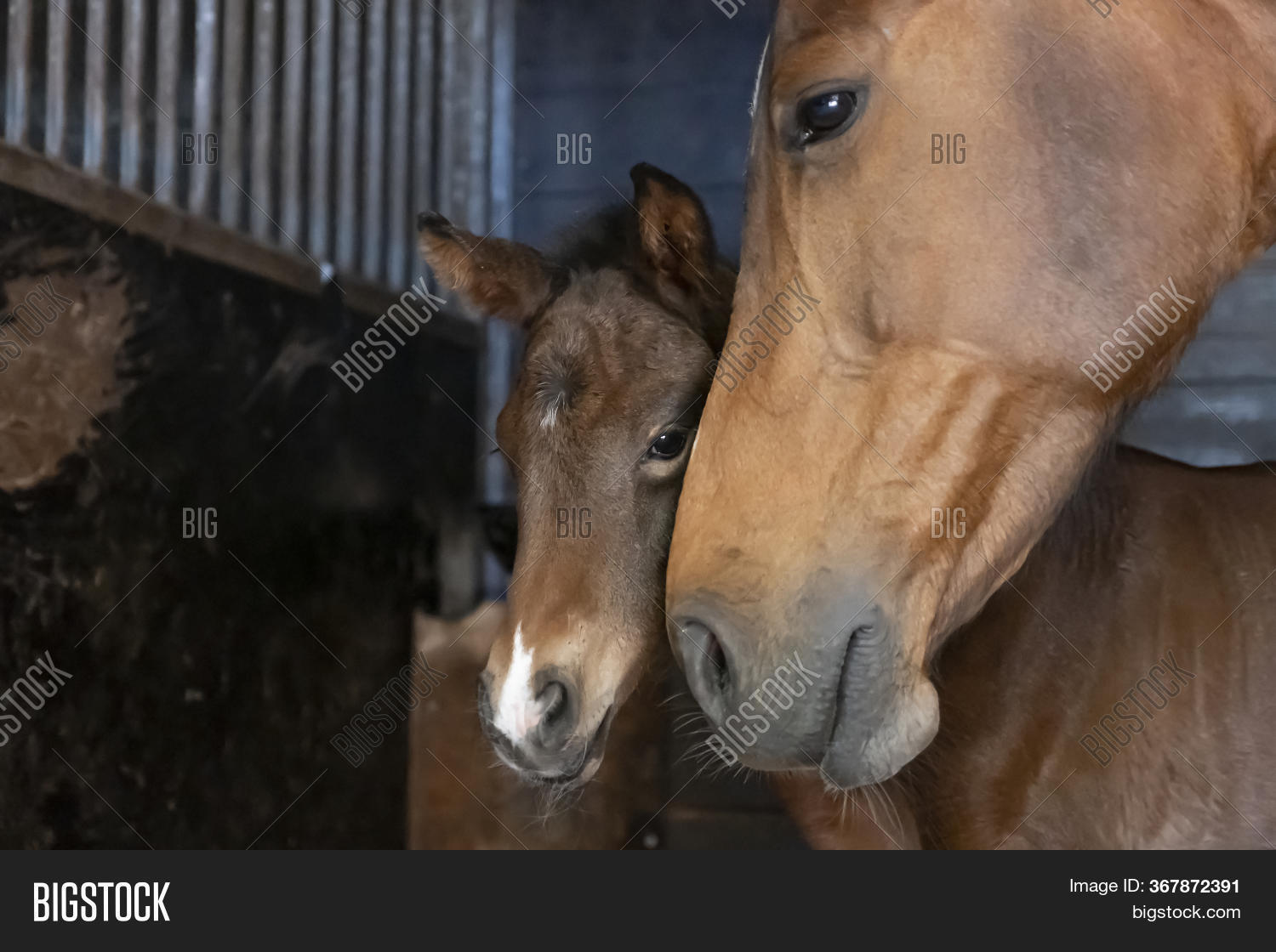 Portrait Brown Filly Image & Photo (Free Trial) | Bigstock