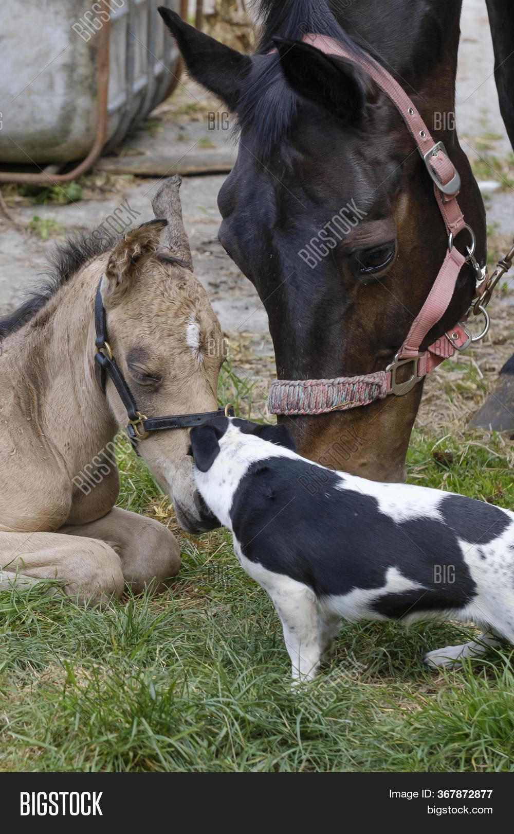 Cute Newborn Colt Image & Photo (Free Trial) | Bigstock