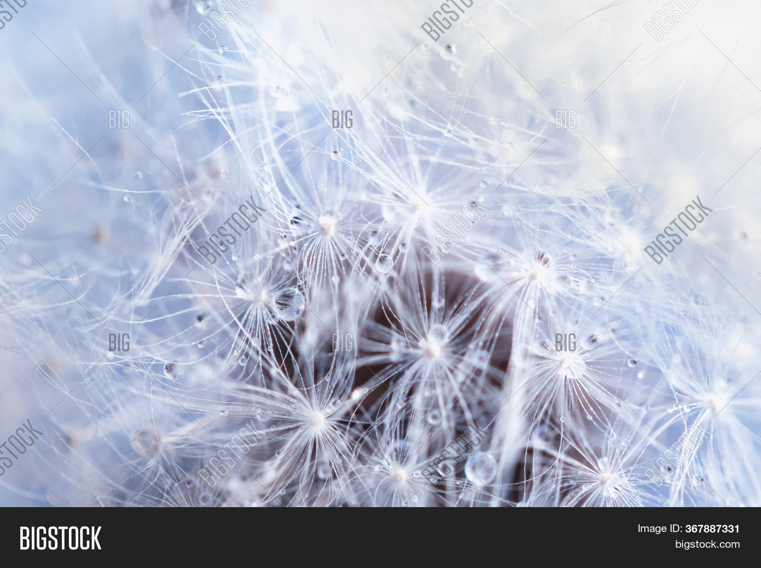 Dandelion Abstract Image & Photo (Free Trial) | Bigstock