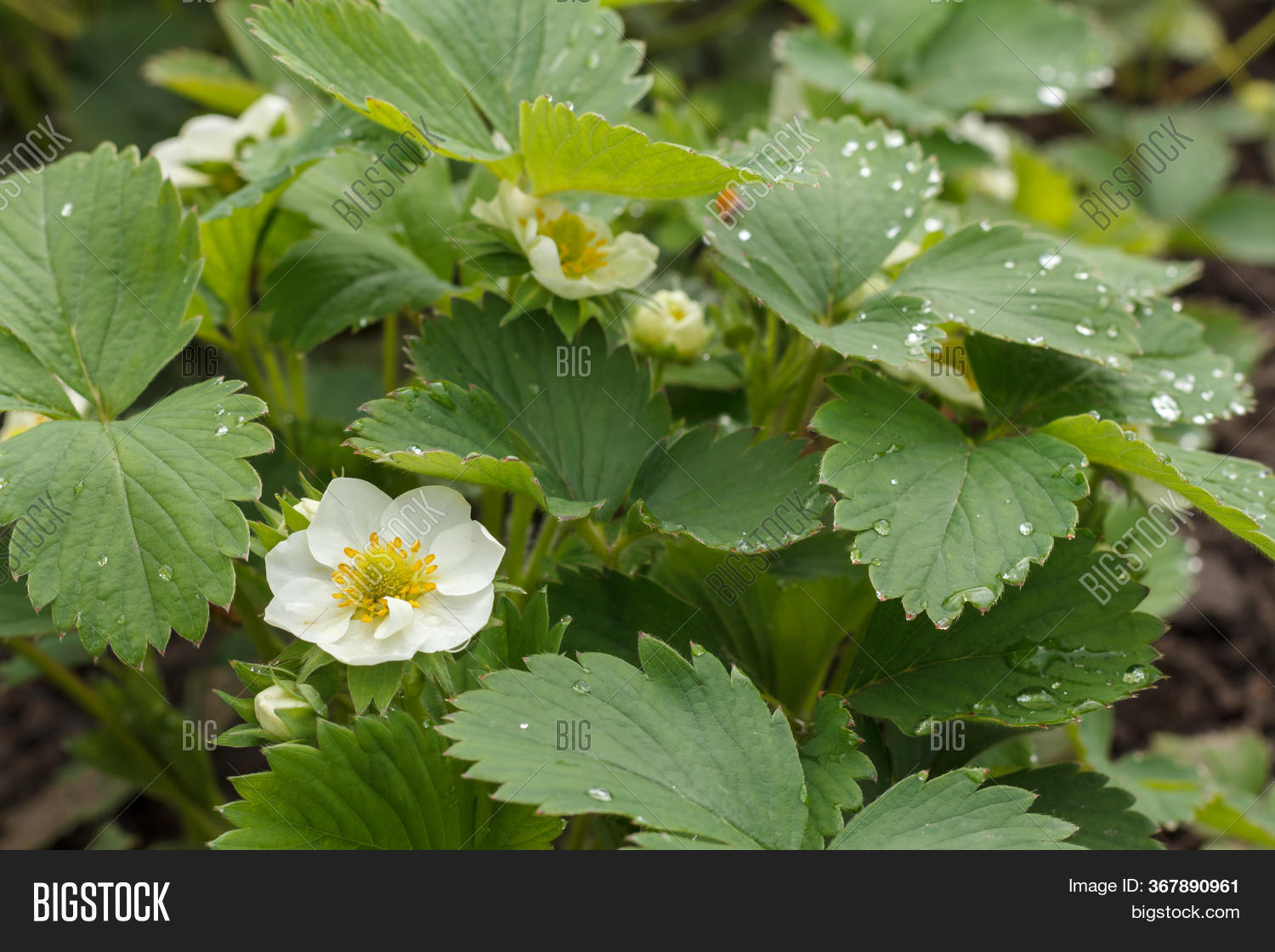 Flowering Strawberry Image & Photo (Free Trial) | Bigstock
