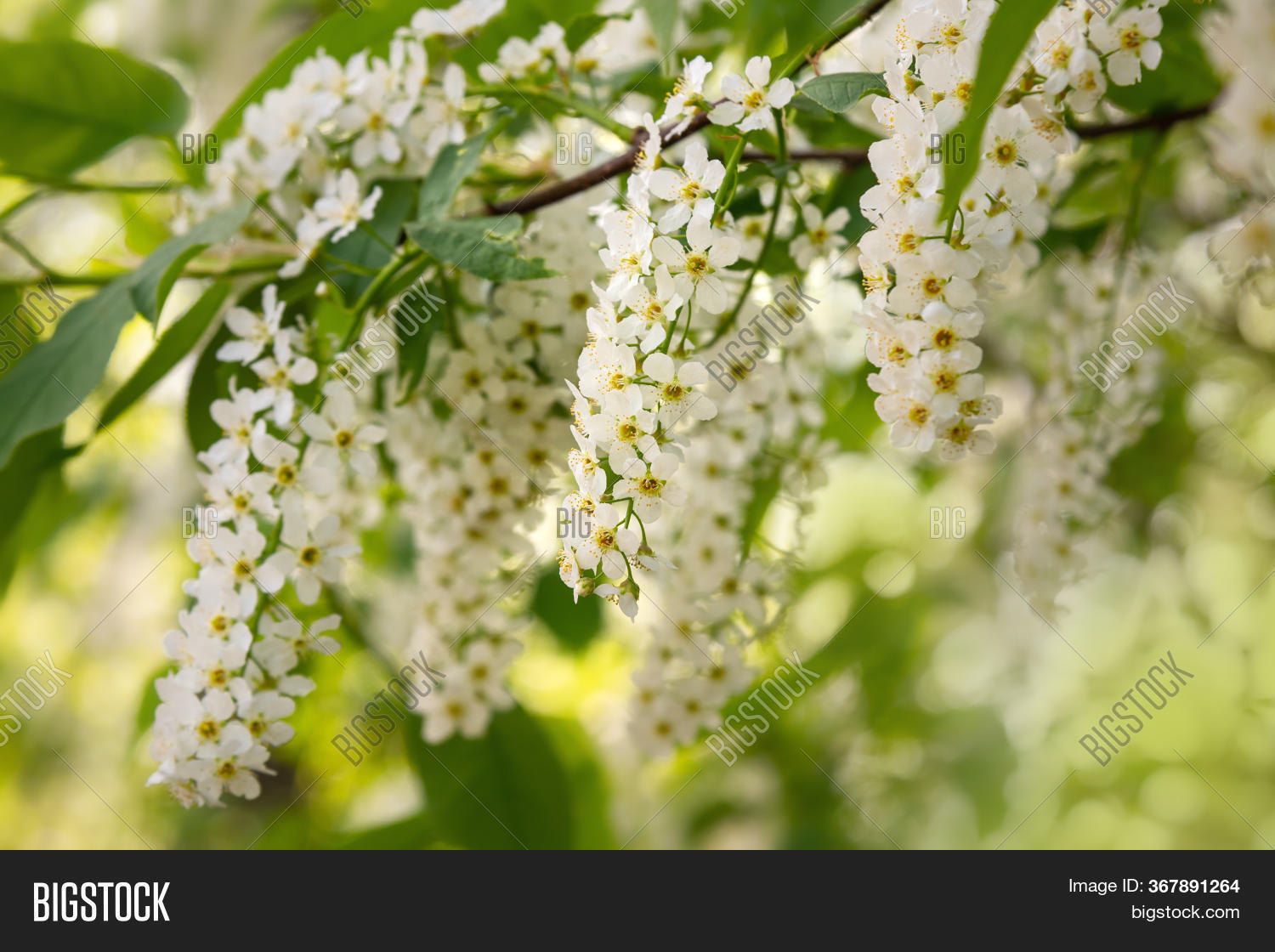 Blossoming Bird Cherry Image & Photo (Free Trial) | Bigstock