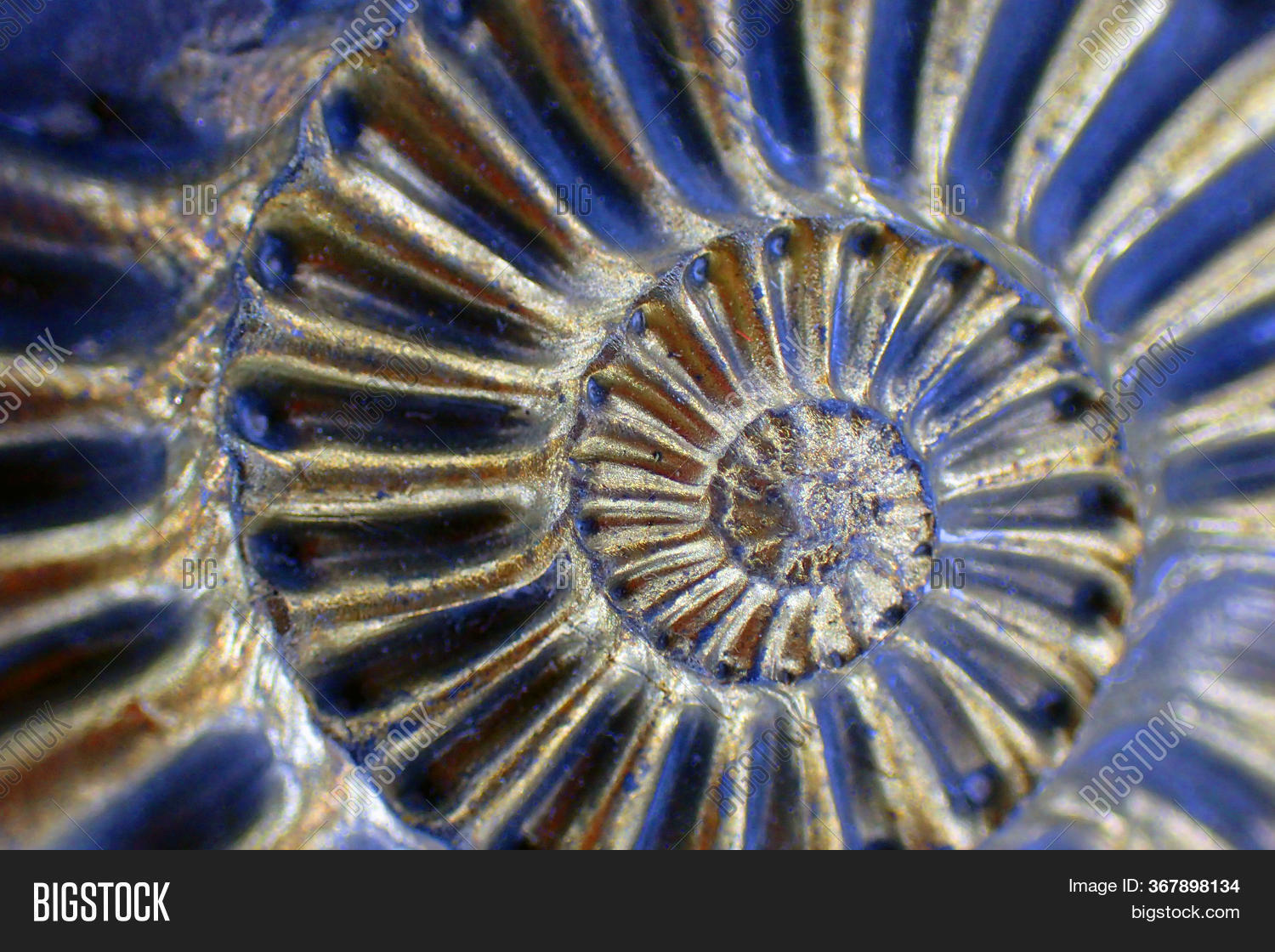 Ammonite Fossil Image & Photo (Free Trial) | Bigstock