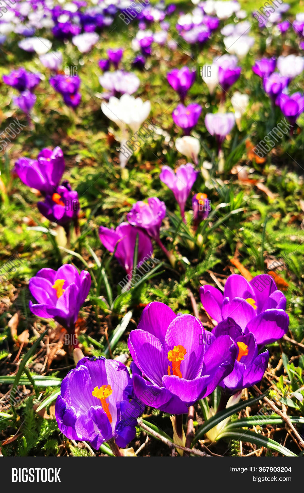 Spring Crocus Garden Image & Photo (Free Trial) | Bigstock