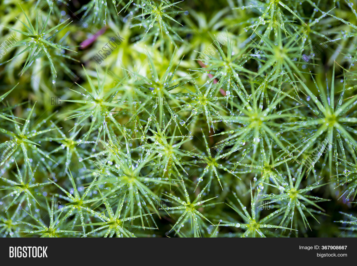 Moss Drops Dew Close- Image & Photo (Free Trial) | Bigstock
