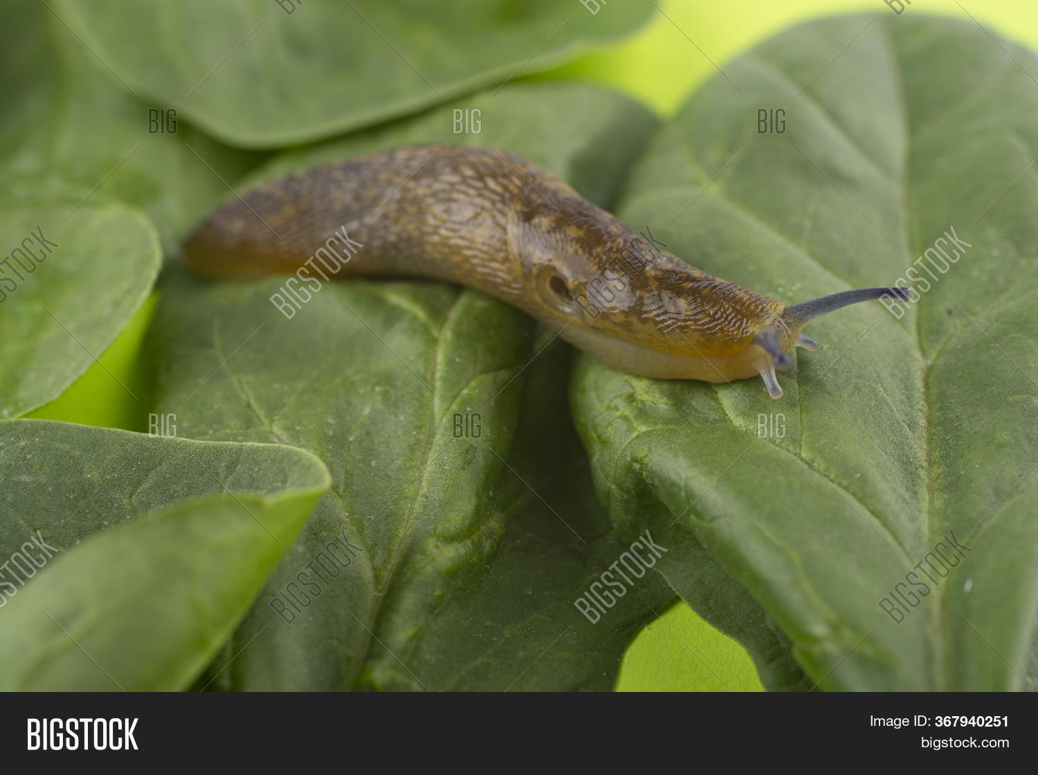 Slug On Lettuce Leaves Image & Photo (Free Trial) | Bigstock