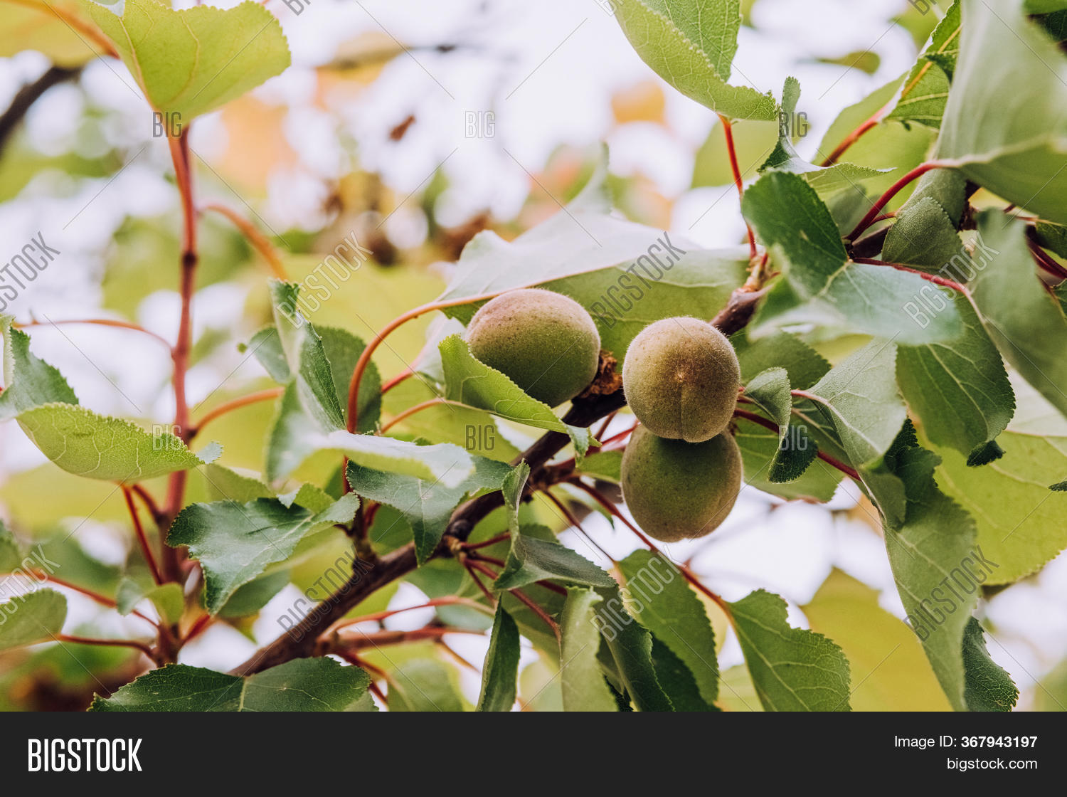 Unripe Green Apricot Image & Photo (Free Trial) | Bigstock