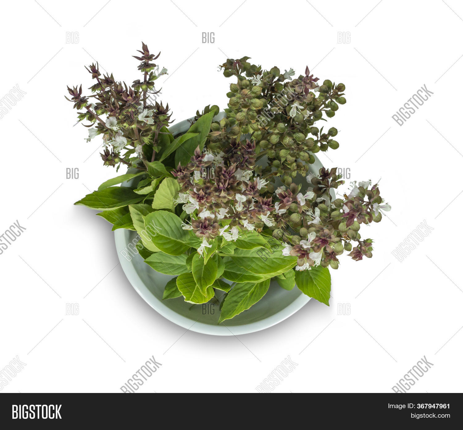Sweet Basil Flowers ( Image & Photo (Free Trial) | Bigstock