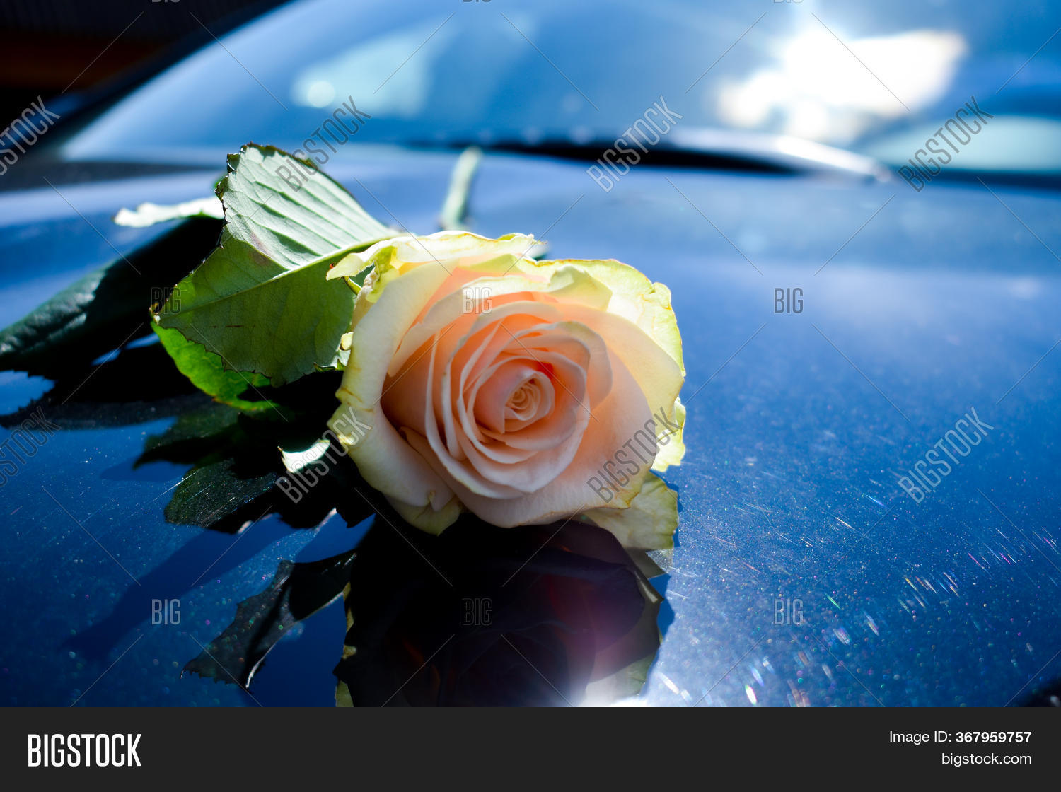 One Rose On Black Car Image & Photo (Free Trial) | Bigstock