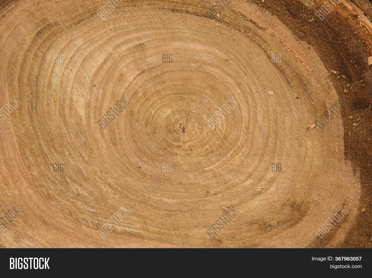 Slice Wood Timber Image & Photo (Free Trial) | Bigstock