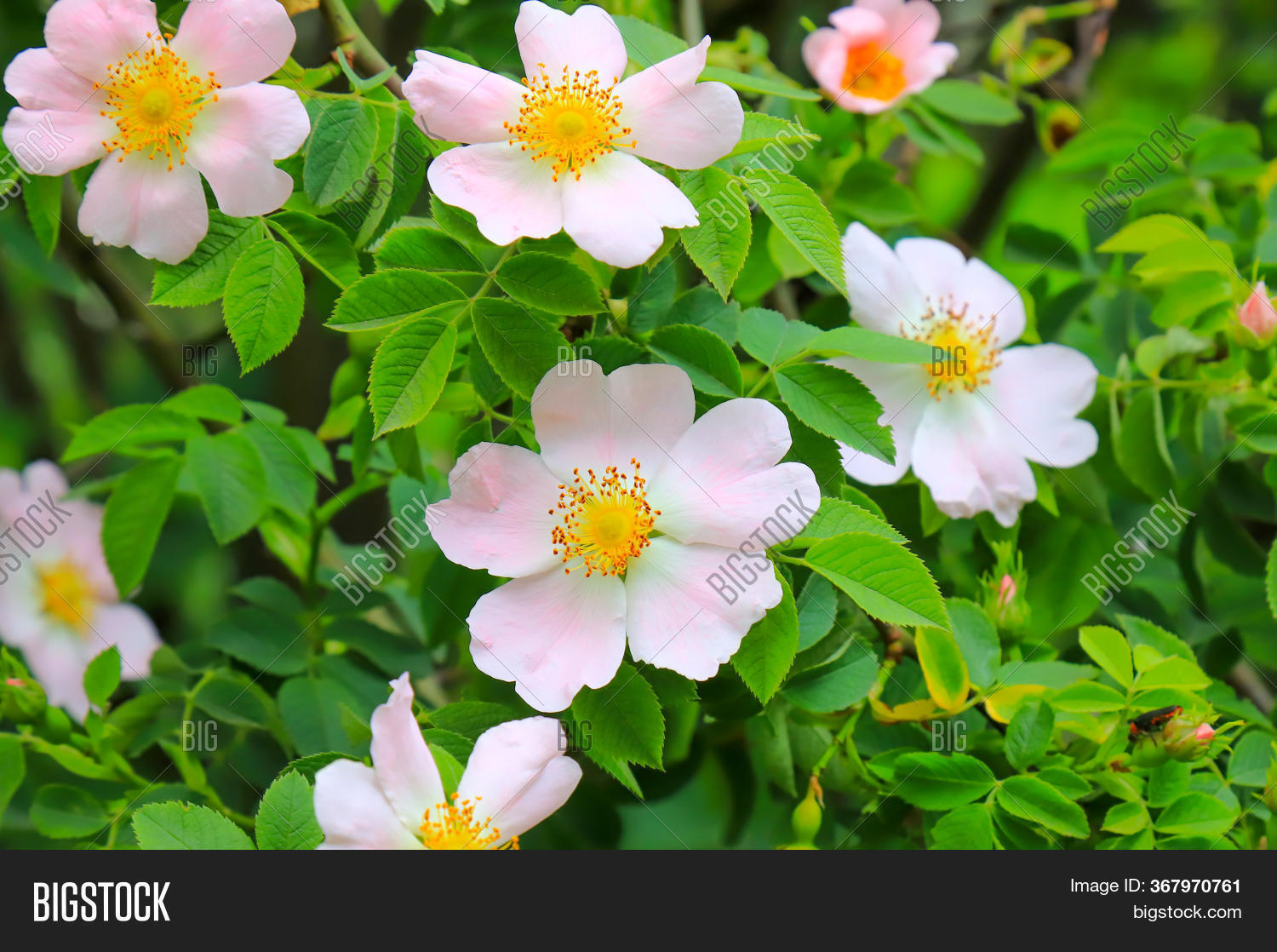 Delicate, Beautiful, Image & Photo (Free Trial) | Bigstock