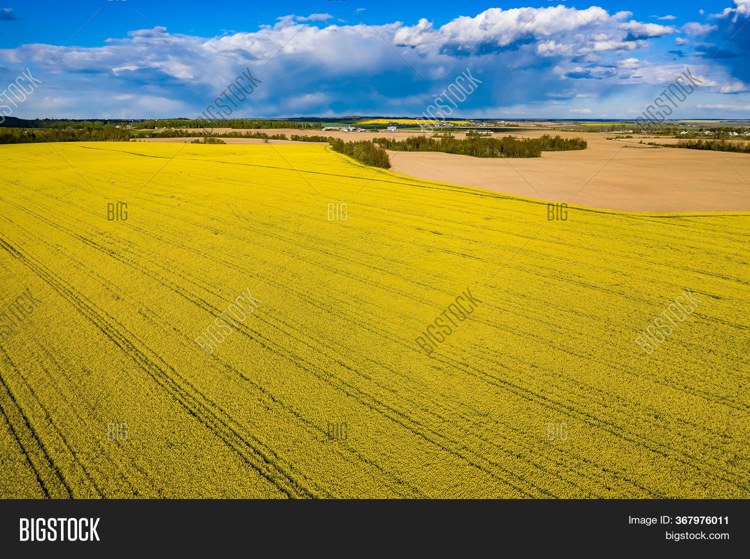 Sown Yellow Field. Image & Photo (Free Trial) | Bigstock