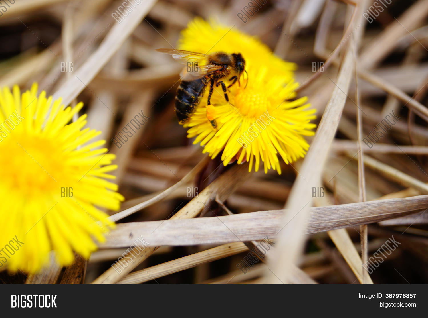 Bee Collecting Pollen Image & Photo (Free Trial) | Bigstock