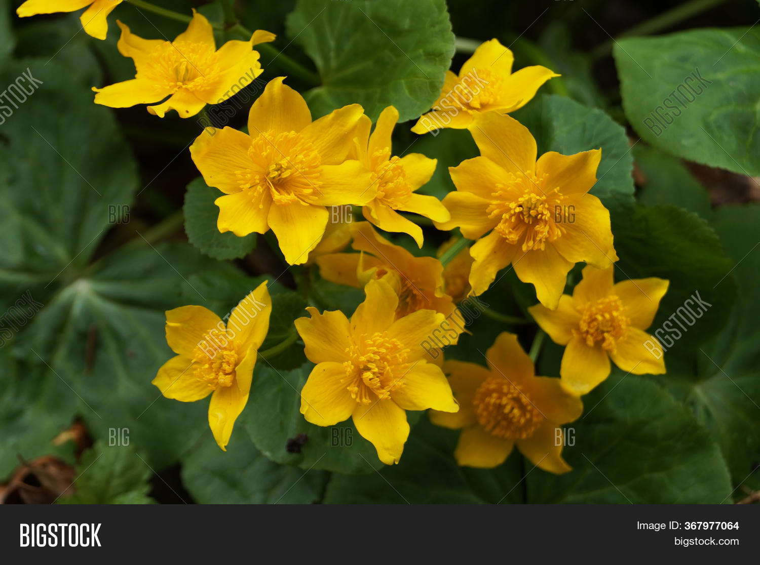 Yellow Forest Flowers Image & Photo (Free Trial) | Bigstock