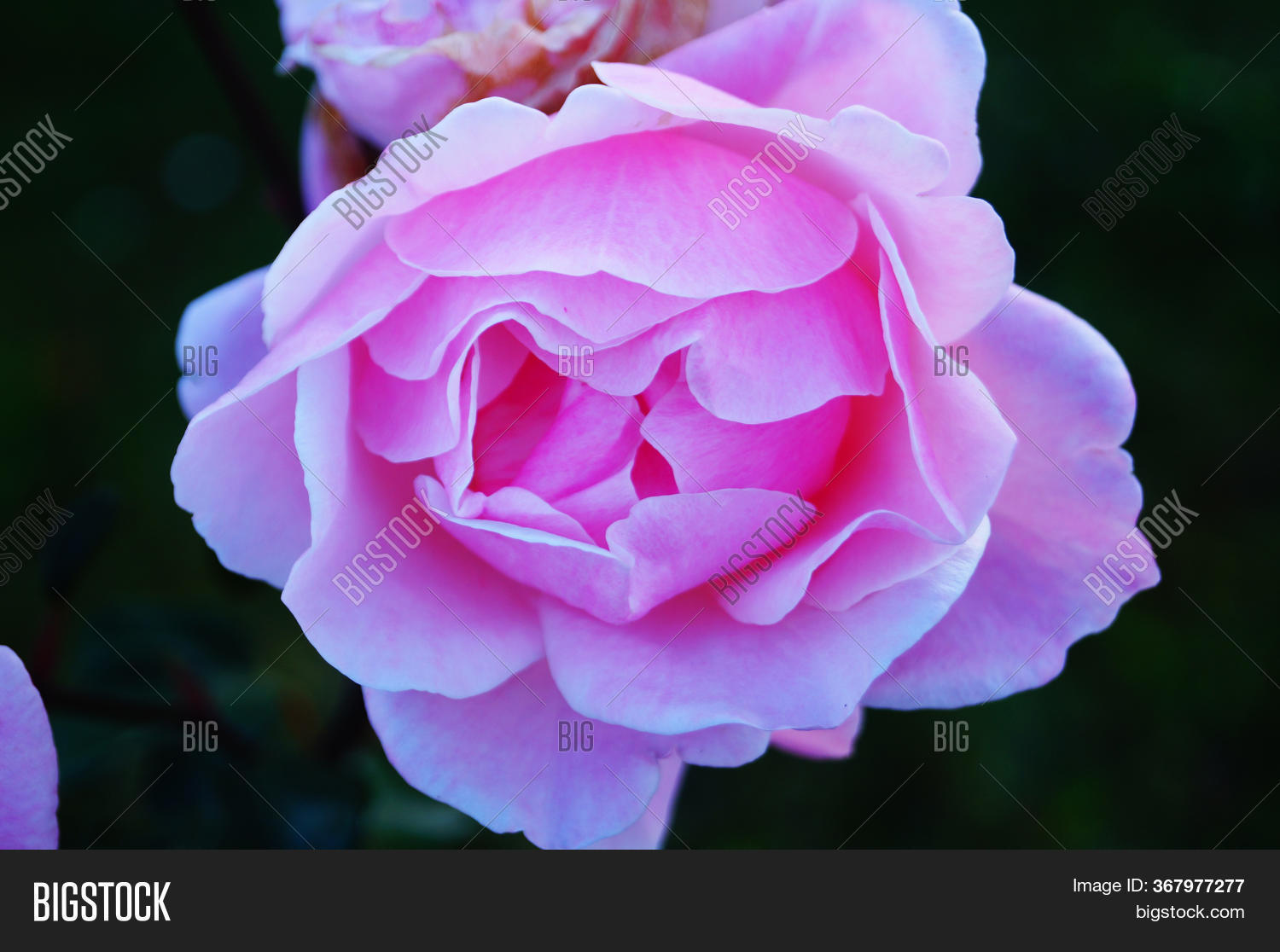 Flower Rose Bud Pink Image & Photo (Free Trial) | Bigstock