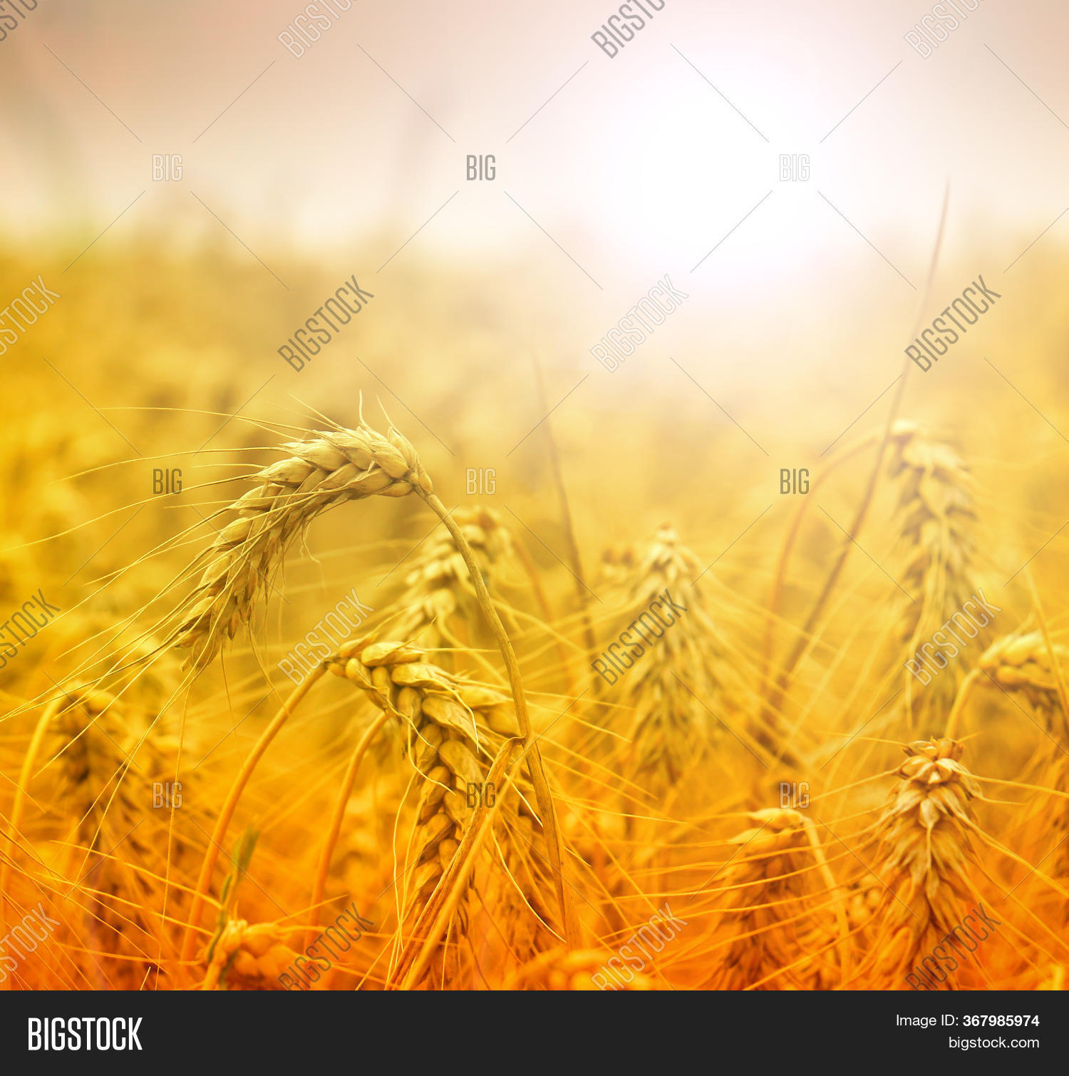 Gold Wheat On Image & Photo (Free Trial) | Bigstock
