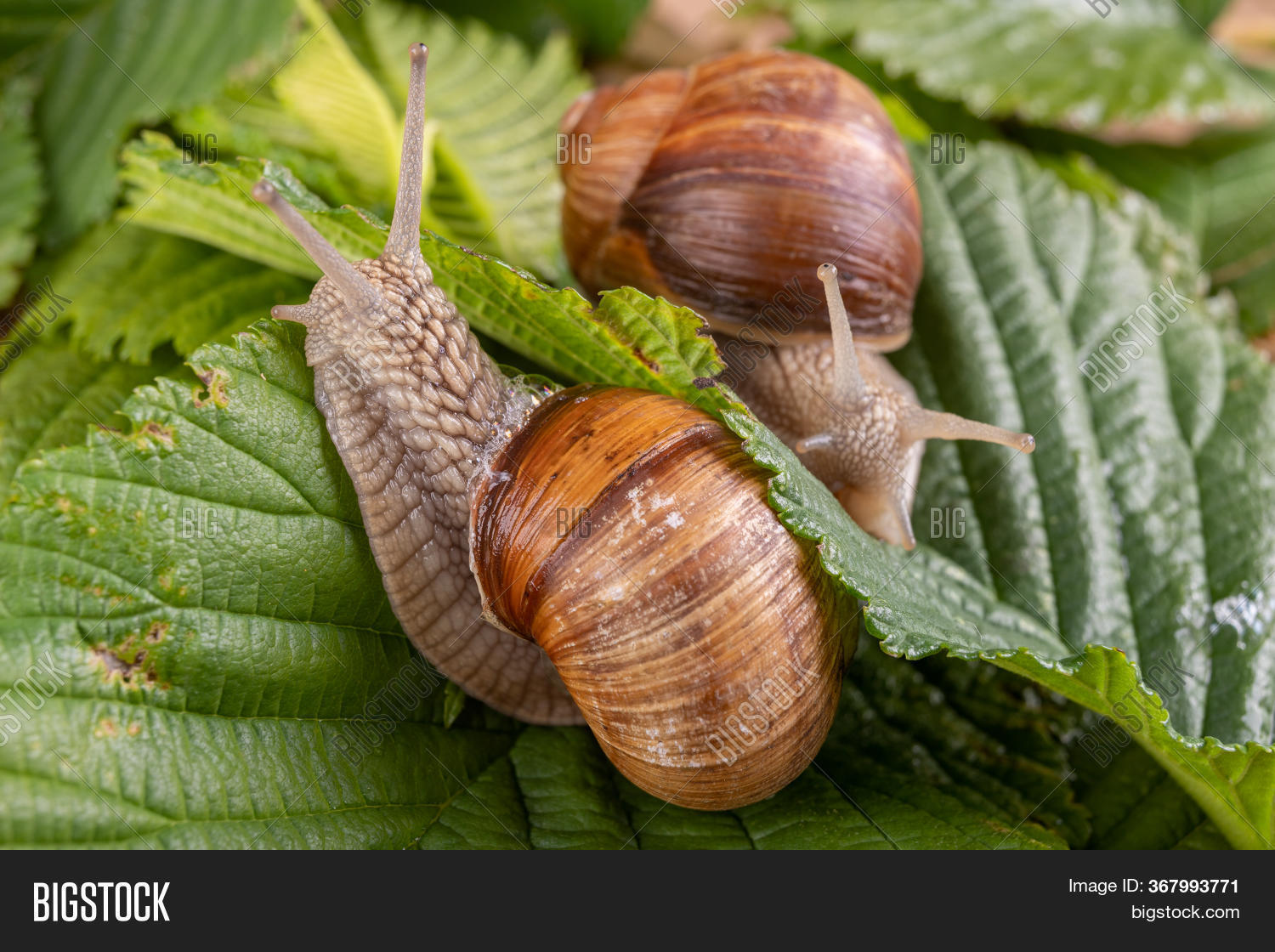 Snail On Green Leaf. Image & Photo (Free Trial) | Bigstock