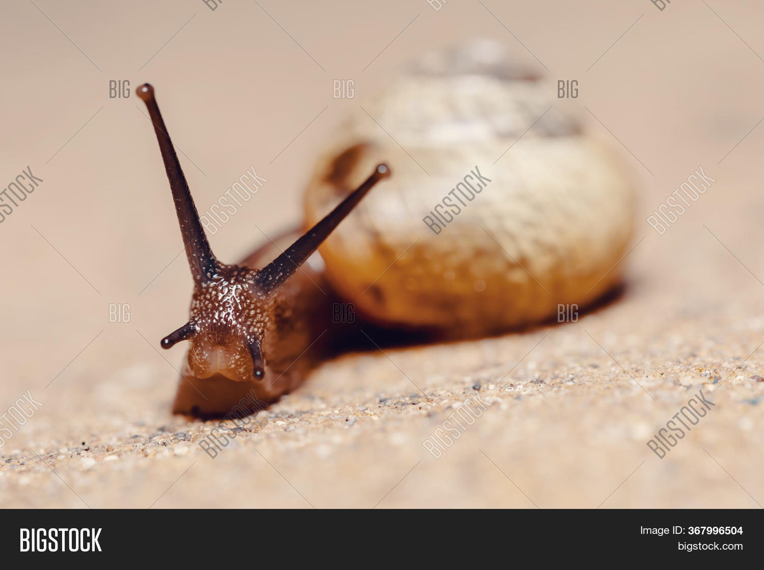 Garden Snail (helix Image & Photo (Free Trial) | Bigstock