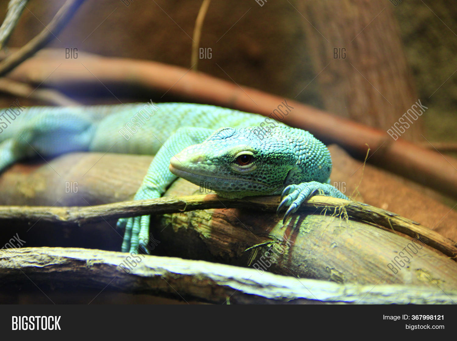 Green Lizard Lying On Image & Photo (Free Trial) | Bigstock