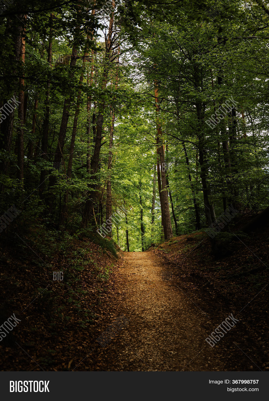 Bright Path Dark Image & Photo (Free Trial) | Bigstock