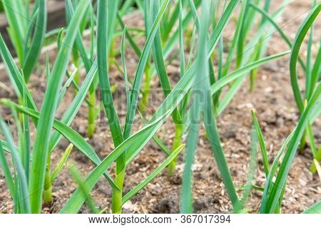 Sprouts Garlic Grow On Image & Photo (Free Trial) | Bigstock