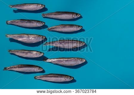 Small Sea Fish On Blue Image & Photo (Free Trial) | Bigstock