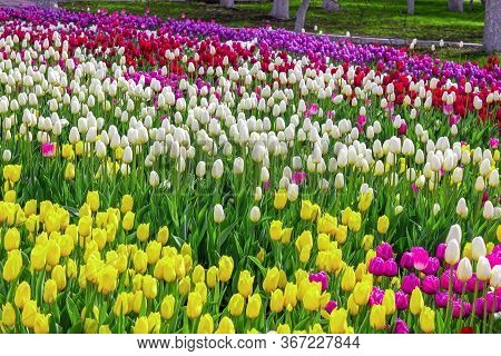 Bright Spring Flowers Image & Photo (Free Trial) | Bigstock