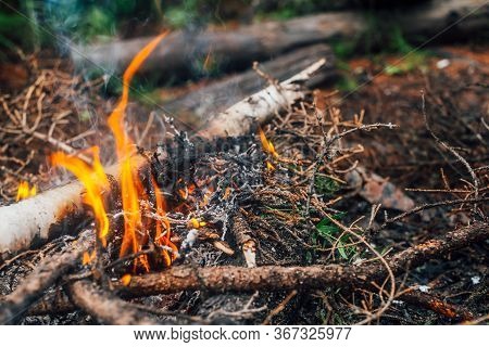 Burning Branches Image & Photo (Free Trial) | Bigstock