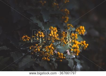 Yellow Small Flowers. Image & Photo (Free Trial) | Bigstock