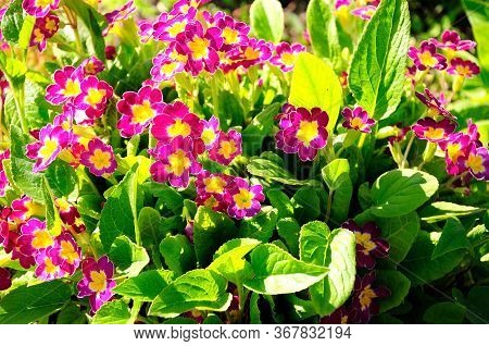 Group Red Violet Image & Photo (Free Trial) | Bigstock