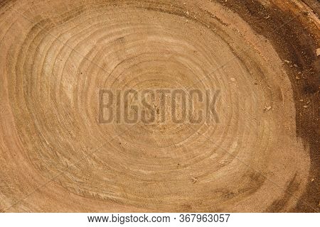 Slice Wood Timber Image & Photo (Free Trial) | Bigstock