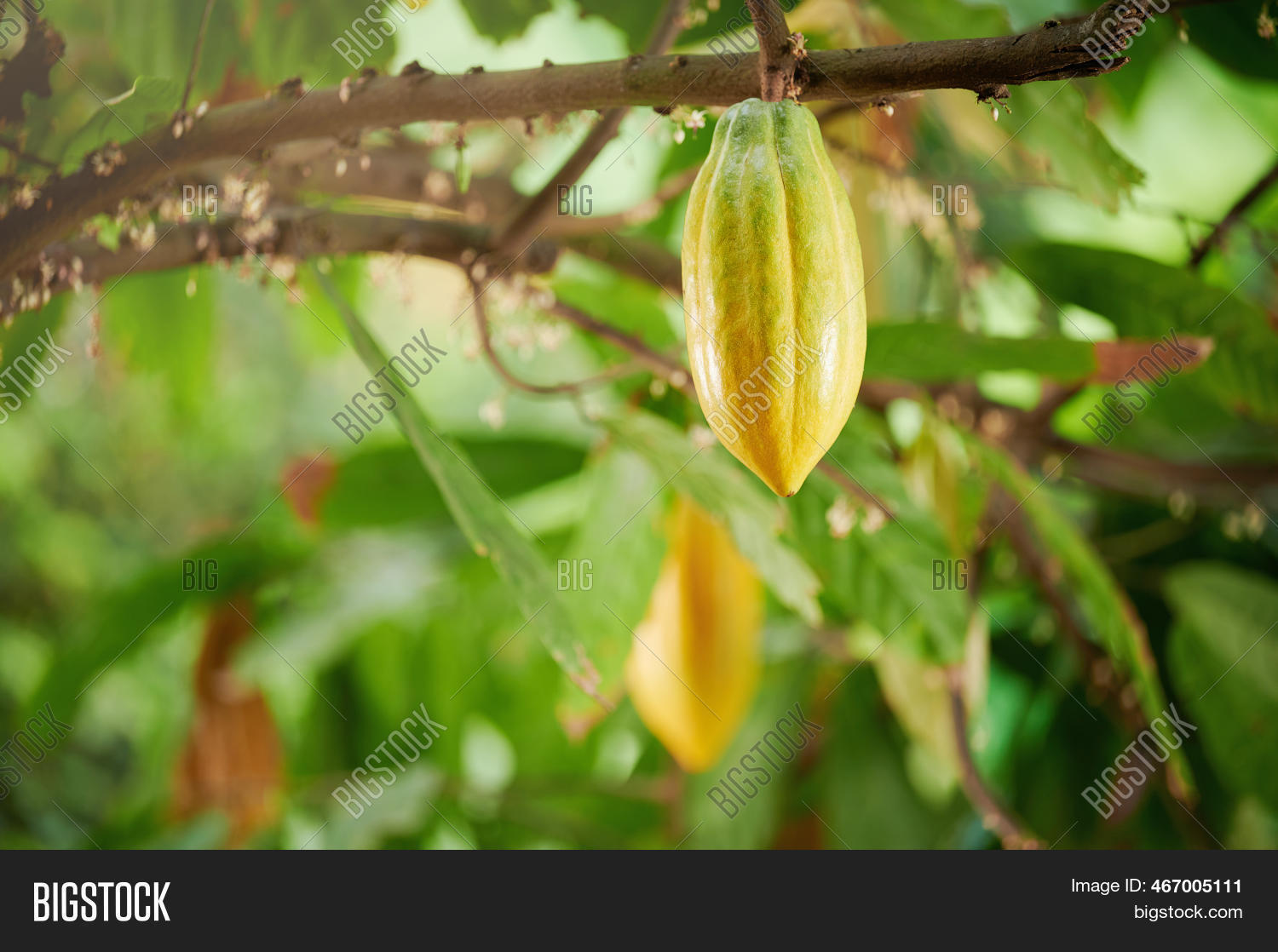 Cacao Tropical Plant Image & Photo (Free Trial) | Bigstock